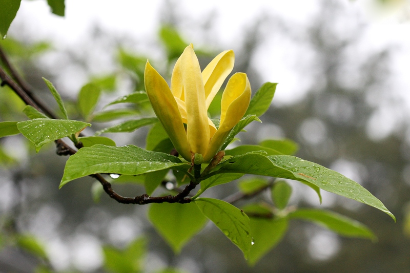 HORTUS BOTANICUS